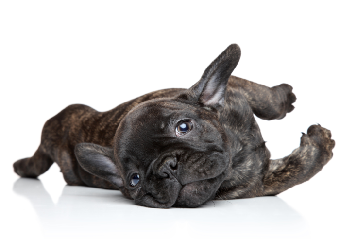 Why Do French Bulldogs Smell Bad? How To Solve This Issue? | Frenchie Space