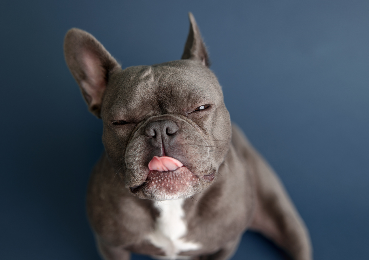 Why Do French Bulldogs Smell Bad? How To Solve This Issue? | Frenchie Space