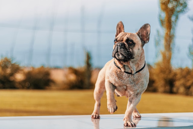 Dermatitis in French Bulldogs: Reasons and Top 6 Treatments