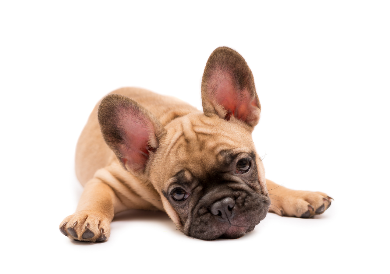 Dermatitis in French Bulldogs: Reasons and Top 6 Treatments