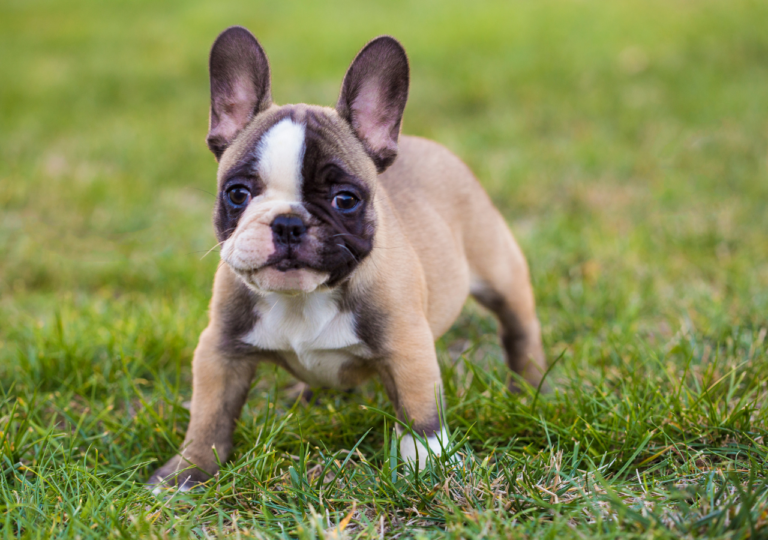 IVDD In French Bulldogs: Reasons and Best Treatment Options