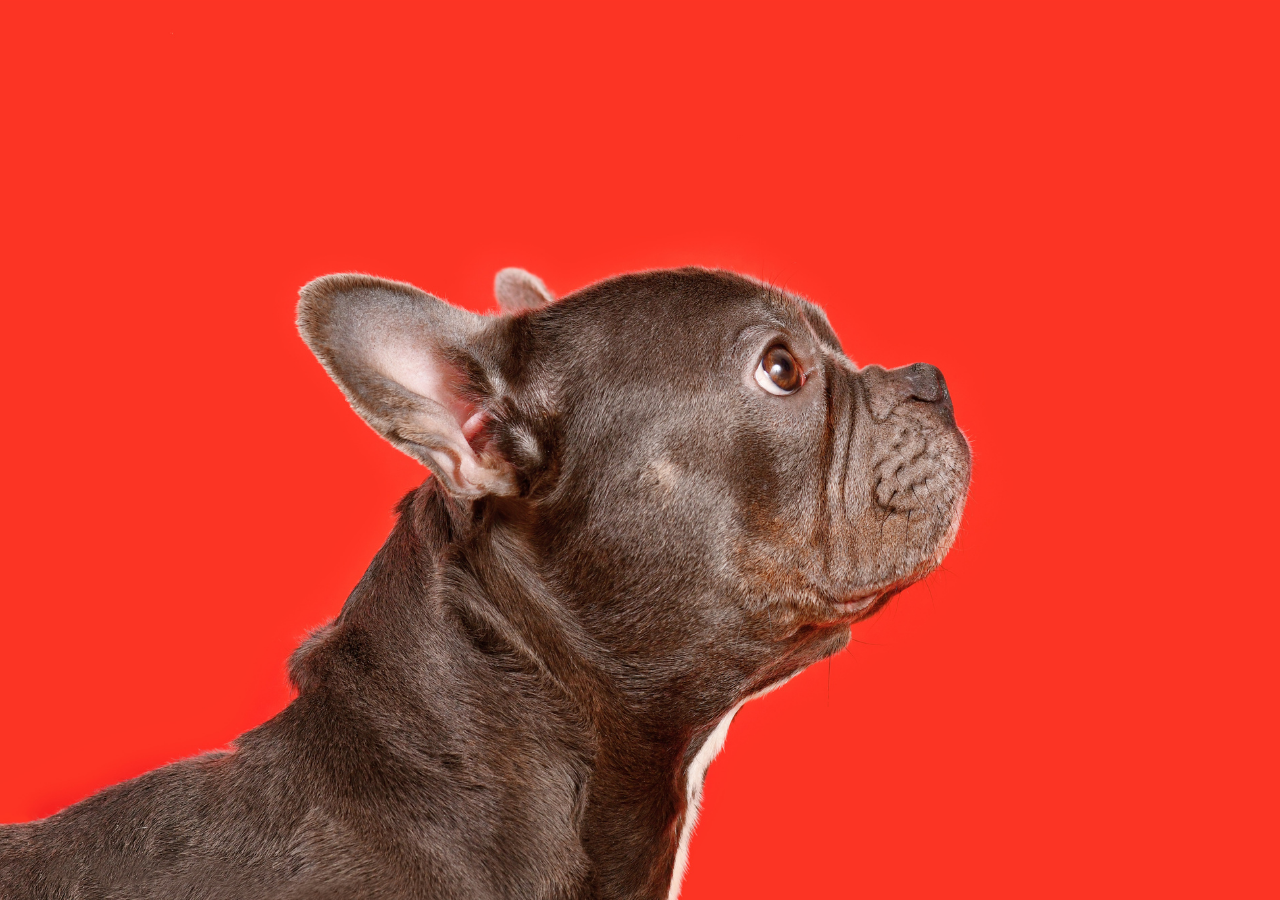 Chocolate French Bulldogs: 7 Types of These Rare Frenchies