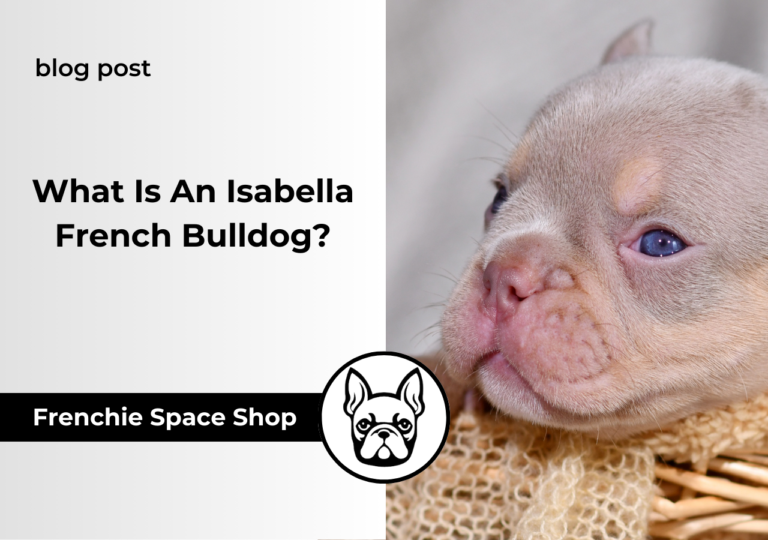 What is an Isabella French Bulldog? 6 Types of Rare Frenchies