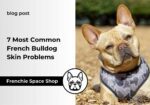 French Bulldog Skin Bumps: 6 Common Reasons & Best Treatment