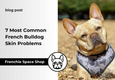 French Bulldog Skin Bumps: 6 Common Reasons & Best Treatment