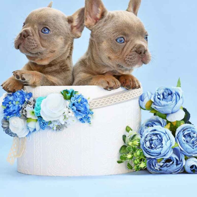 What is an Isabella French Bulldog? 6 Types of Rare Frenchies