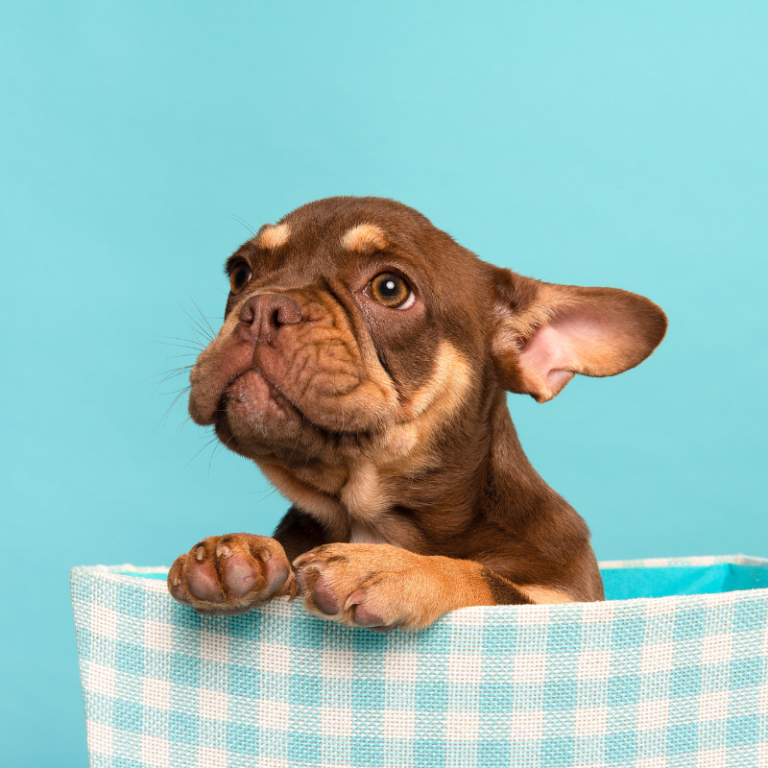 French Bulldog Skin Bumps: 6 Common Reasons & Best Treatment