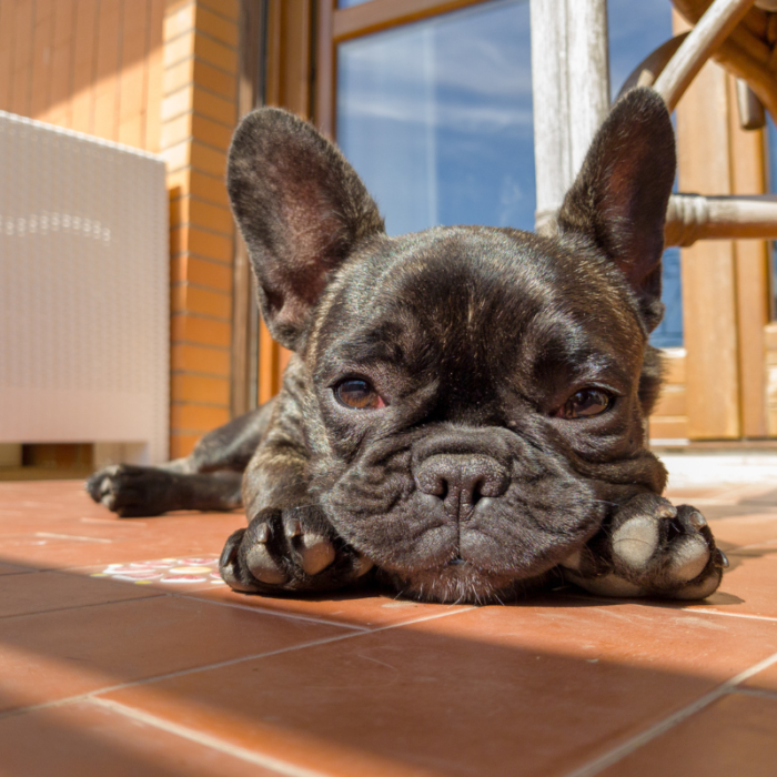 French Bulldog Skin Bumps: 6 Common Reasons & Best Treatment