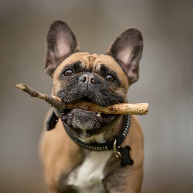 How to Deal With Aggression in French Bulldogs: Tips for Owners