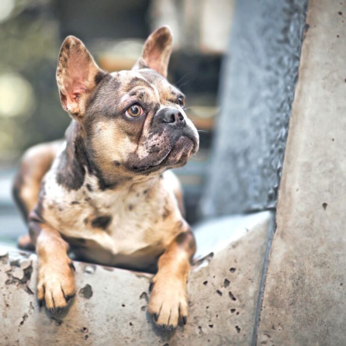 What Is A Merle French Bulldog? 10 Types of These Rare Beauties