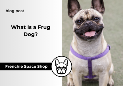 What Is a Frug Dog? Personality, Care, and Training Tips