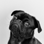 What Is a Frug Dog? Personality, Care, and Training Tips