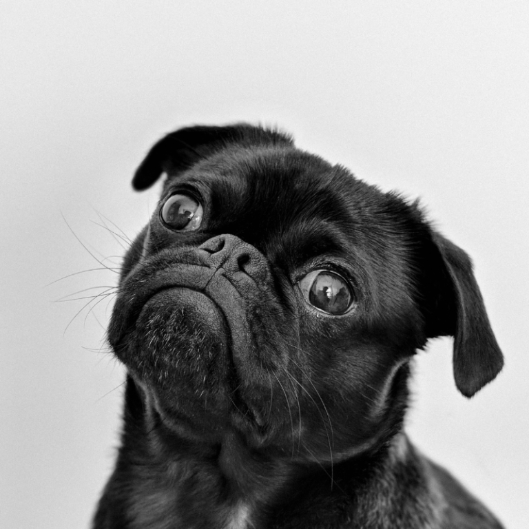What Is a Frug Dog? Personality, Care, and Training Tips