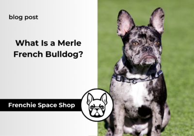 What Is A Merle French Bulldog? 10 Types of These Rare Beauties