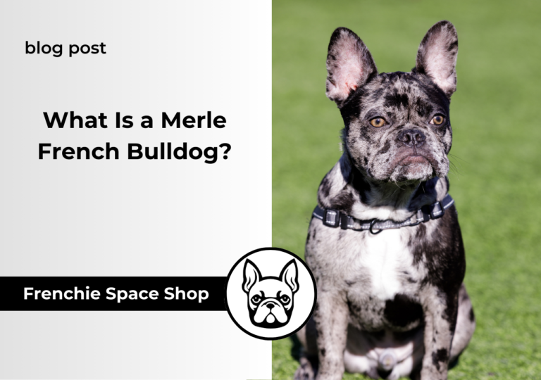 What Is A Merle French Bulldog? 10 Types of These Rare Beauties