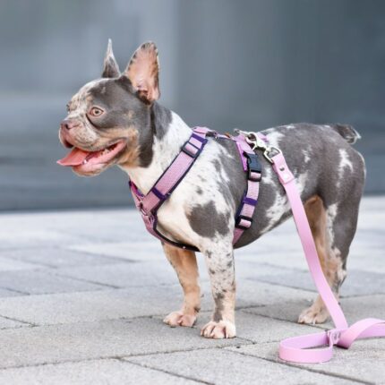 What Is A Merle French Bulldog? 10 Types of These Rare Beauties