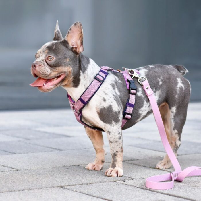 What Is A Merle French Bulldog? 10 Types of These Rare Beauties