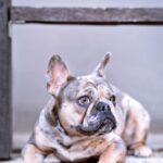 Brindle French Bulldog: Color Varieties, Price, Care