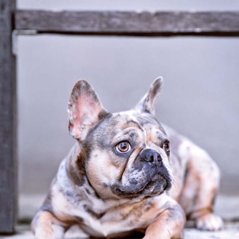 Brindle French Bulldog: Color Varieties, Price, Care
