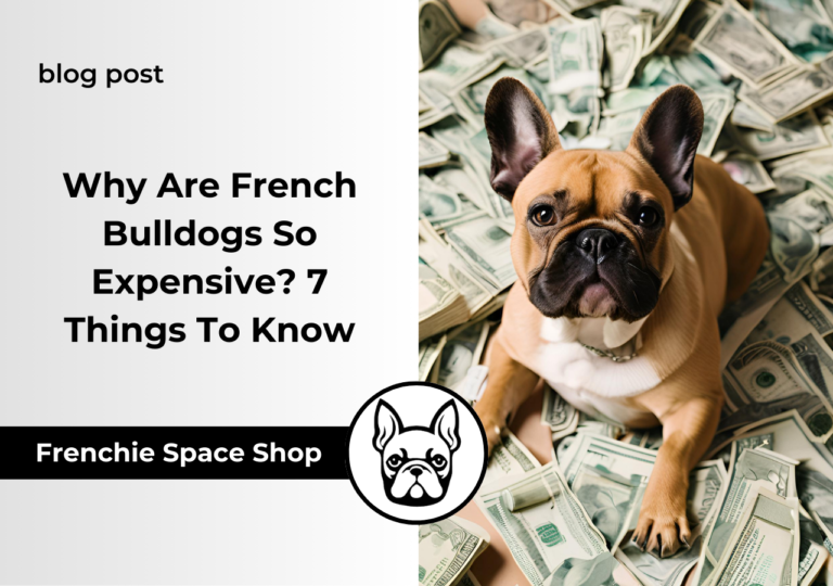 Why Are French Bulldogs So Expensive? 7 Things You To Know