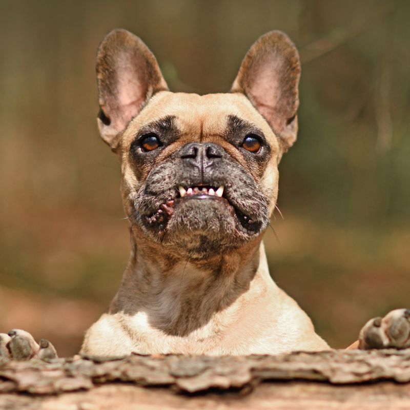 French Bulldog Teeth: Care Tips, Structure & Issues Explained