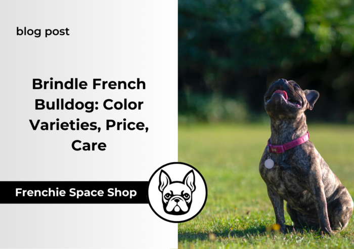 Brindle French Bulldog: Color Varieties, Price, Care