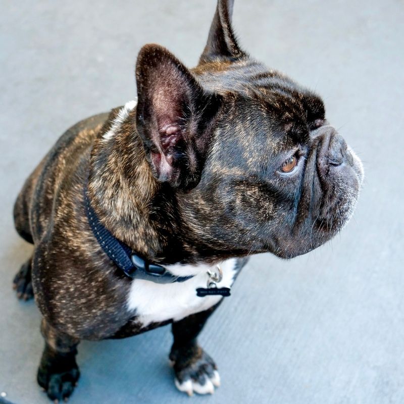 Brindle French Bulldog: Color Varieties, Price, Care