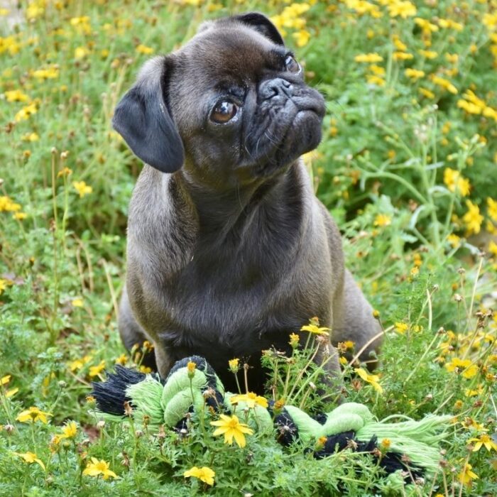 Retro Pug – A New Breed of Wiith a Long Snout & Vintage Charm